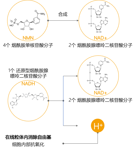 NMN NAD+ NADH | Therascience